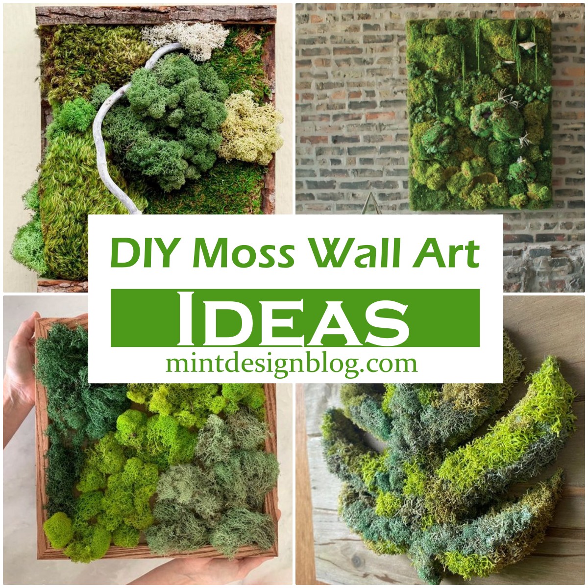 Diy Moss Wall